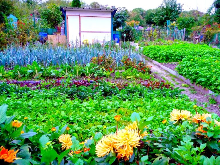 Cultiver ses légumes en ville : la solution des jardins partagés